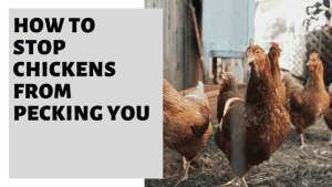 How To Stop Chickens From Pecking You [Here's What To Do]