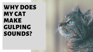 Why Does My Cat Make Gulping Sounds? [And What To Do] » Pet Educate
