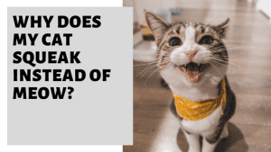 Why Does My Cat Squeak Instead Of Meow? » Pet Educate
