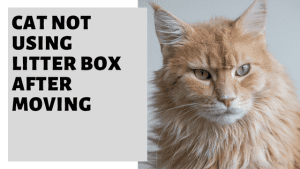 Cat Not Using Litter Box After Moving [Why & What To Do]