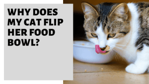 Why Does My Cat Flip Her Food Bowl? [And How To Stop It]