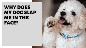 Why Does My Dog Slap Me In The Face? [And What To Do About It] » Pet ...