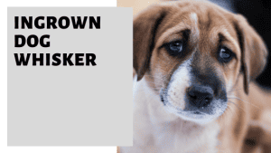 Ingrown Dog Whisker: Causes, Symptoms, Treatment & Prevention Tips