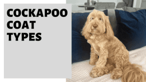Cockapoo Coat Types [& Why This Really Matters] » Pet Educate
