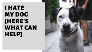 I Hate My Dog [Here's What Can Help] » Pet Educate