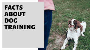 29 Insightful Facts About Dog Training You Need To See » Pet Educate
