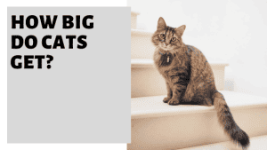 How Big Do Cats Get? [The Definitive Size Guide]