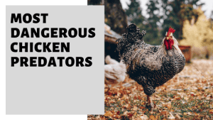 11 Of The Most Dangerous Chicken Predators To Watch Out For » Pet Educate