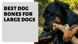 Best Dog Bones for Large Dogs [Top Picks and Buying Guide] » Pet Educate
