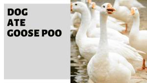 Dog Ate Goose Poop [What You Now Must Do...]