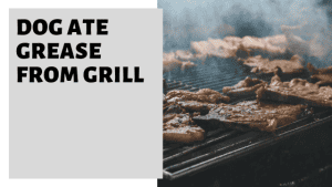 Dog Ate Grease From Grill [What You Now Must Do] » Pet Educate